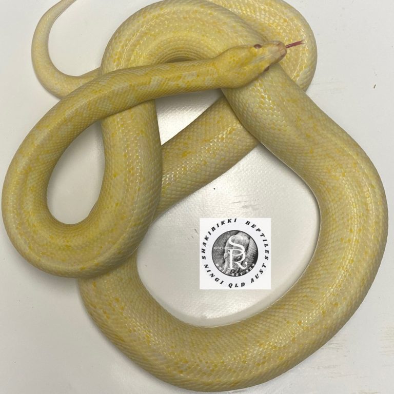 Antaresia Python – Shakirikki Reptiles & Lexson Reptiles and Rodents