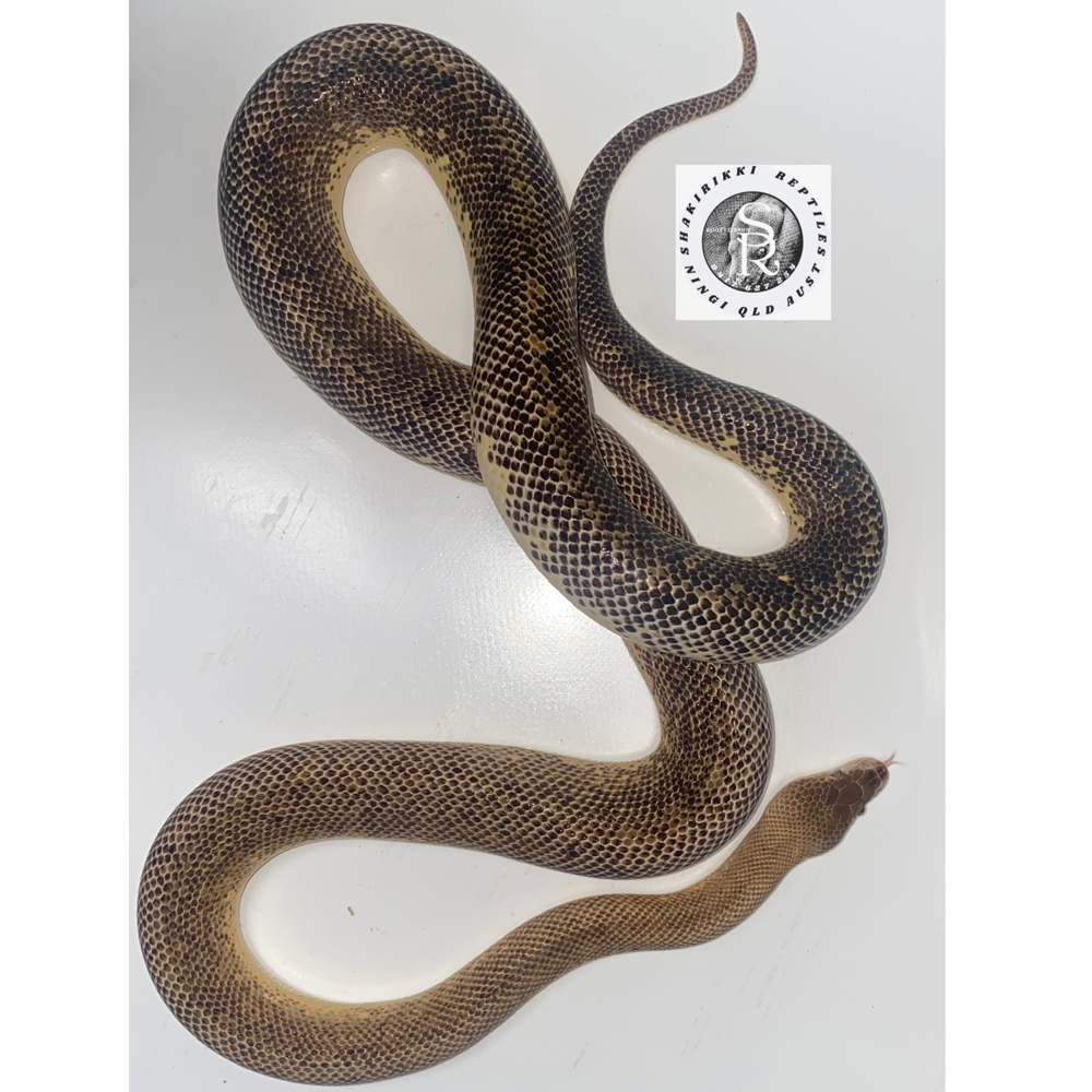 Antaresia Python – Shakirikki Reptiles & Lexson Reptiles and Rodents