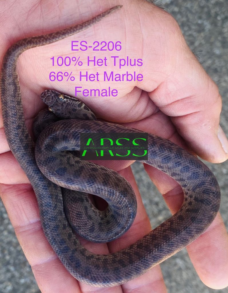 ES-2206 CHILDREN’S PYTHON FEMALE 100%HET TPULS 66% HET MARBLE $250 ...