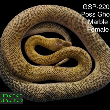 Antaresia Python – Shakirikki Reptiles & Lexson Reptiles and Rodents