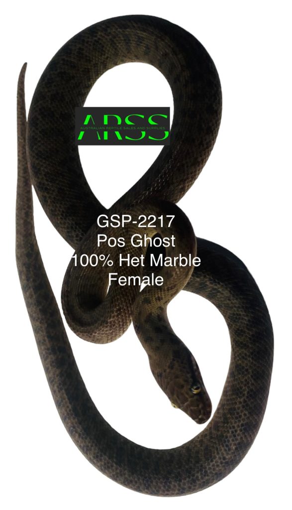 GSP-2217 CHILDREN’S PYTHON FEMALE POSS GHOST 100% MARBLE $300+FREIGHT ...