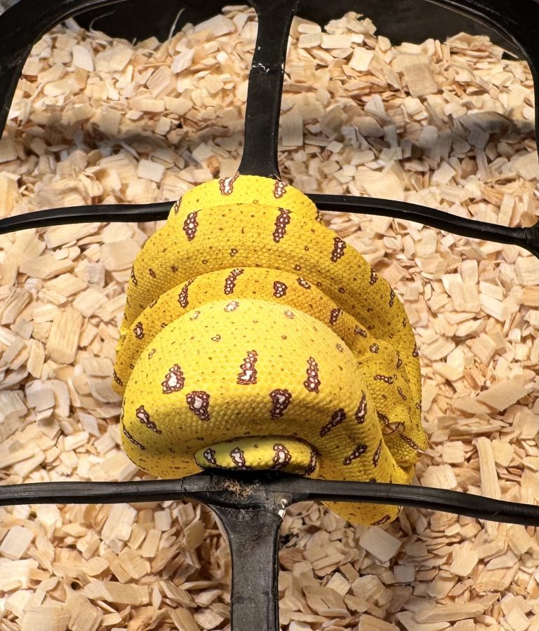 GREEN TREE PYTHON – Australian Reptile Sales and Supplies