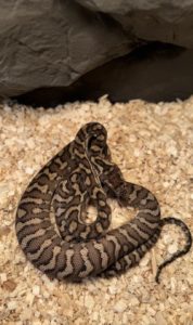 Python – Australian Reptile Sales and Supplies